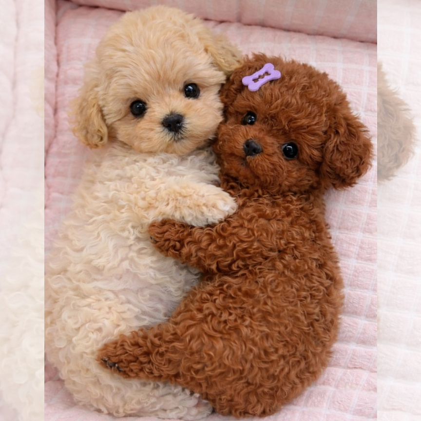 Мальтипу, щенок