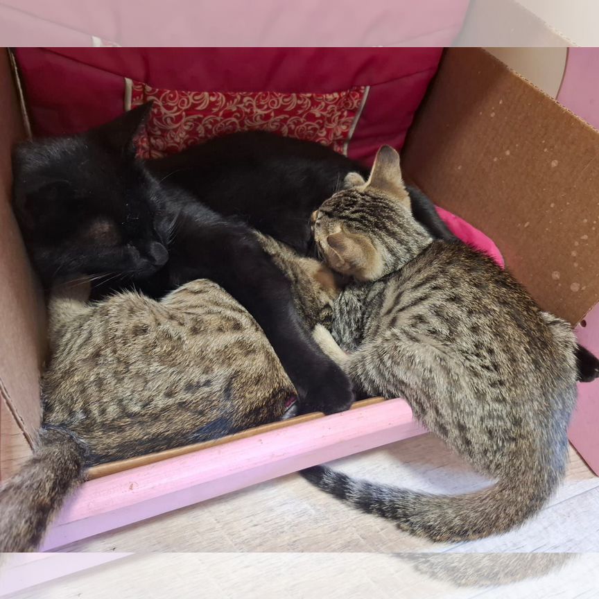 Котята в добрые руки бесплатно