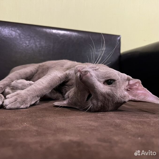 Ориентальный лиловый кот