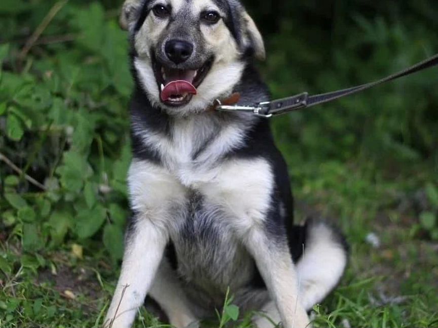 Собака ищет дом