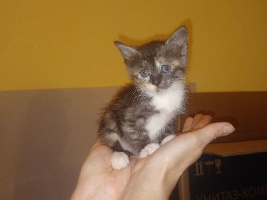 Котята с ладошку 1 месяц ищут своих мам и пап