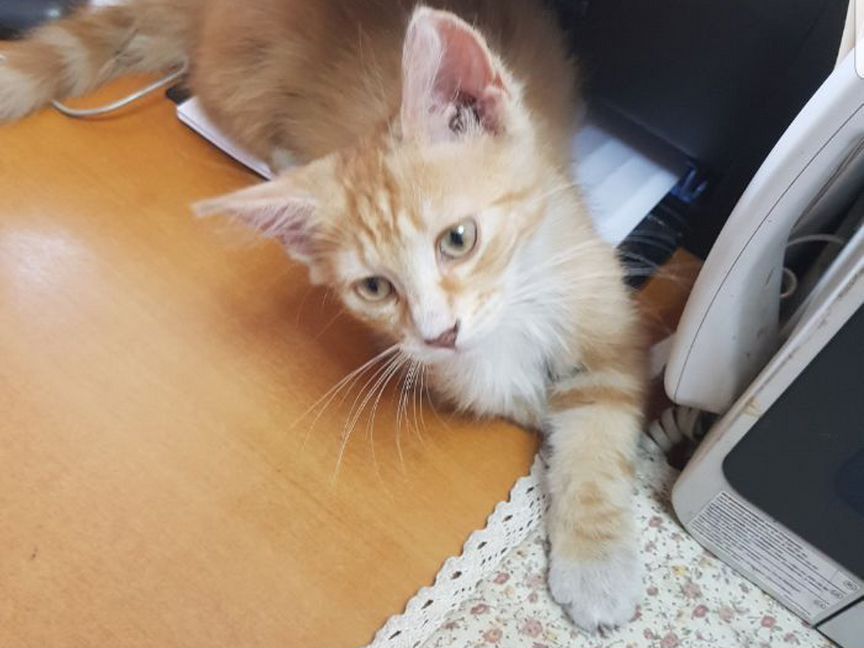 Кошка в дар бесплатно