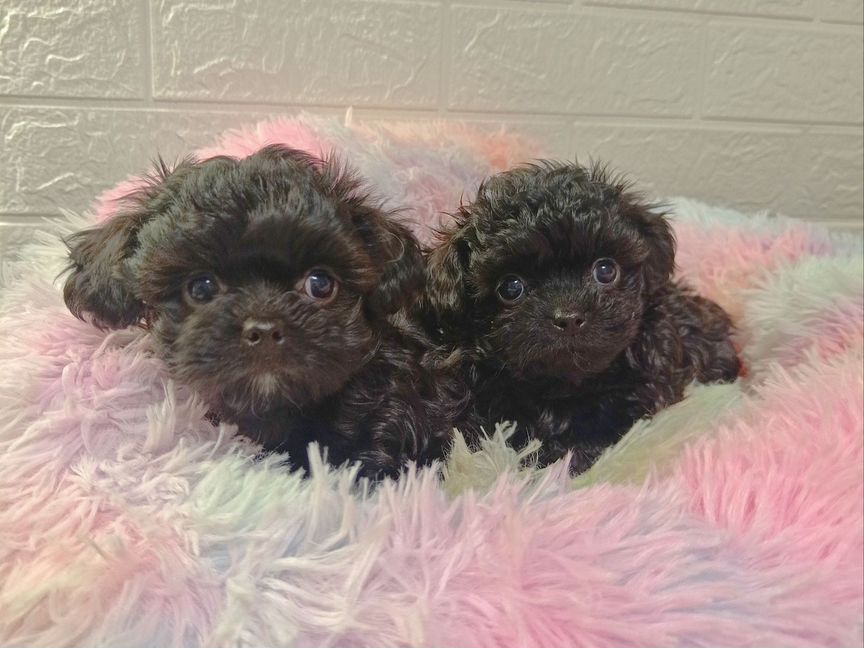 Мальтипу черный жемчуг