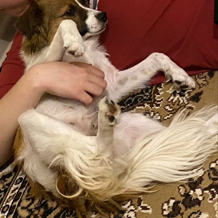 Отдам собаку в добрые руки Ростов-на-Дону