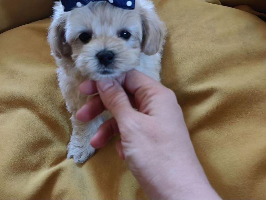 Мальтипу мини baby фейс