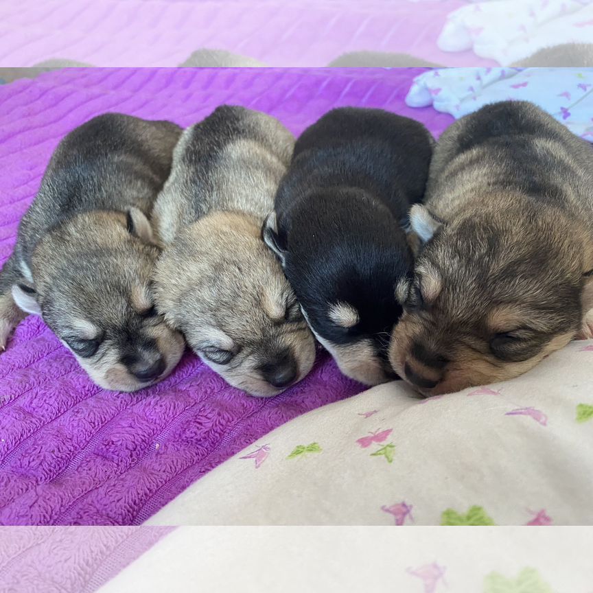 Сибирский хаски, щенок