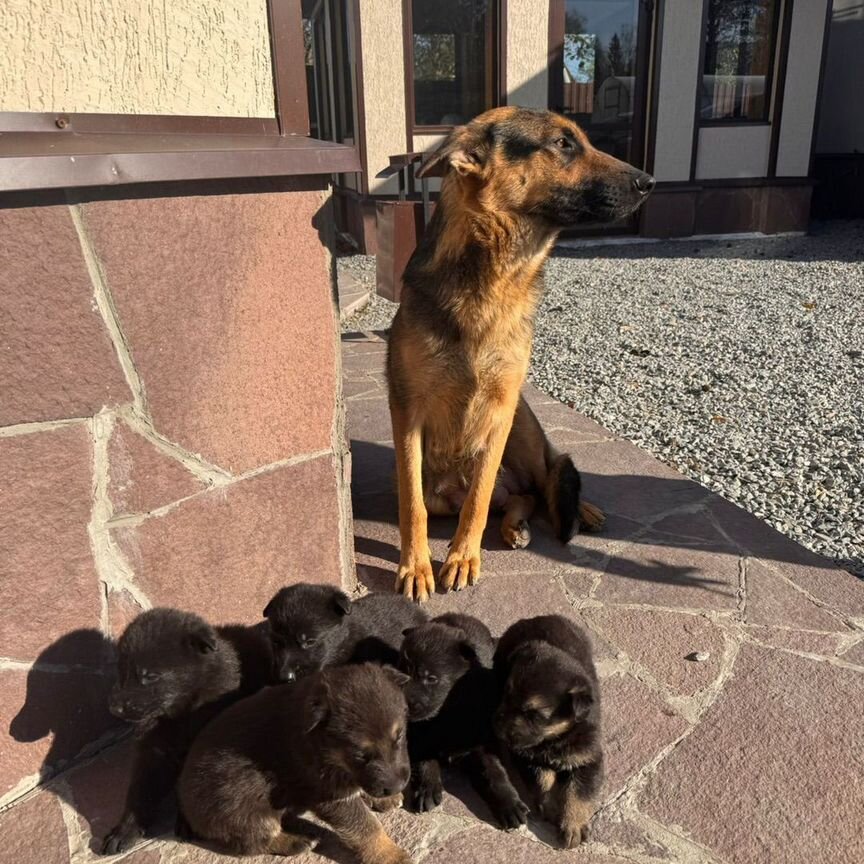 Щенки немецкой овчарки