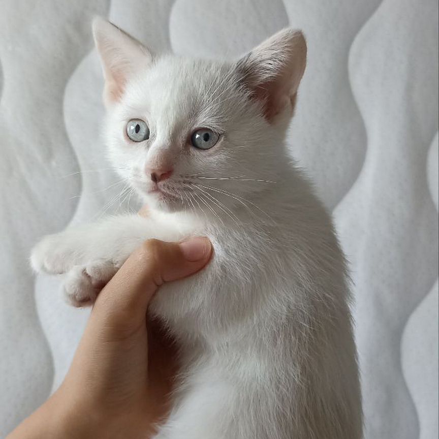 Принцесса ищет дом