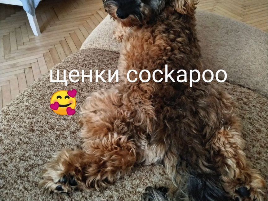 Кокапу, кокер пудель