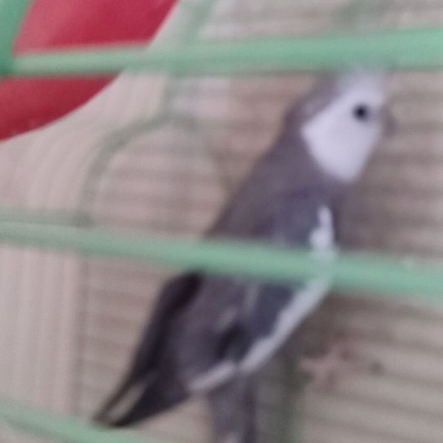 Попугай корелла безщекий