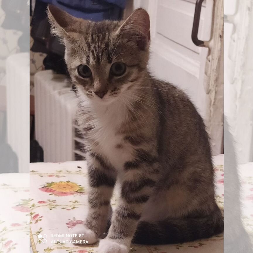 Котёнок в добрые руки
