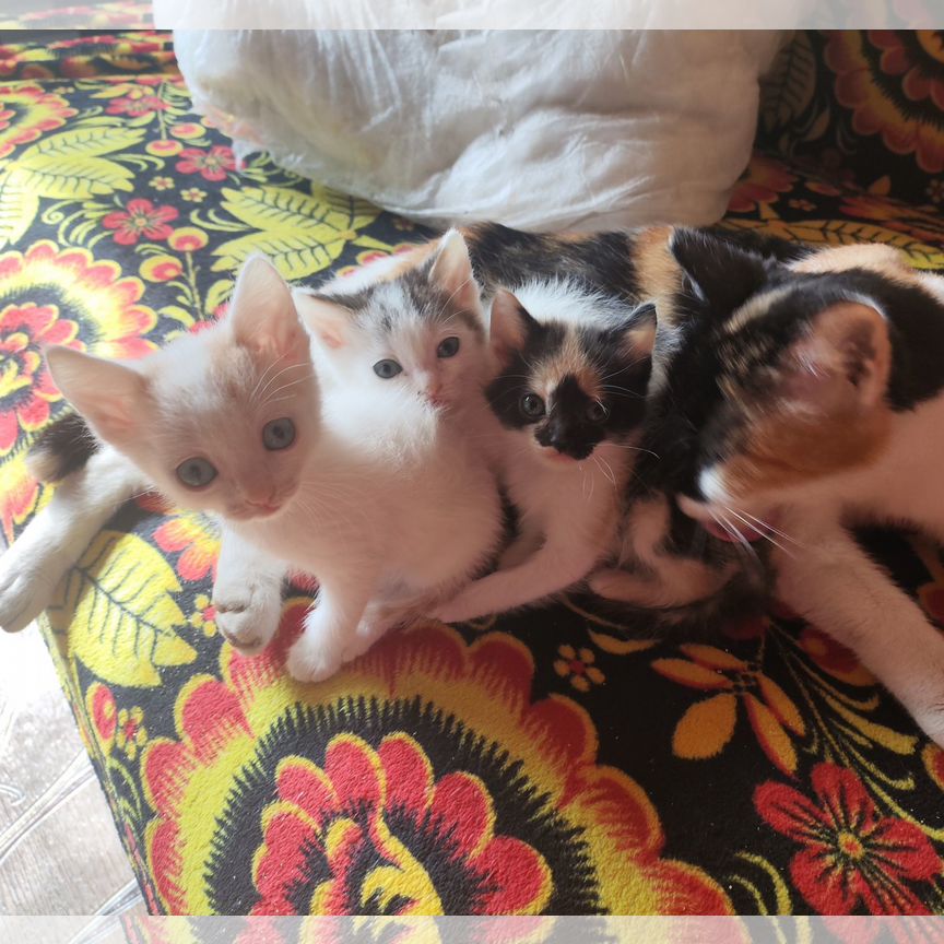 Котята в добрые руки