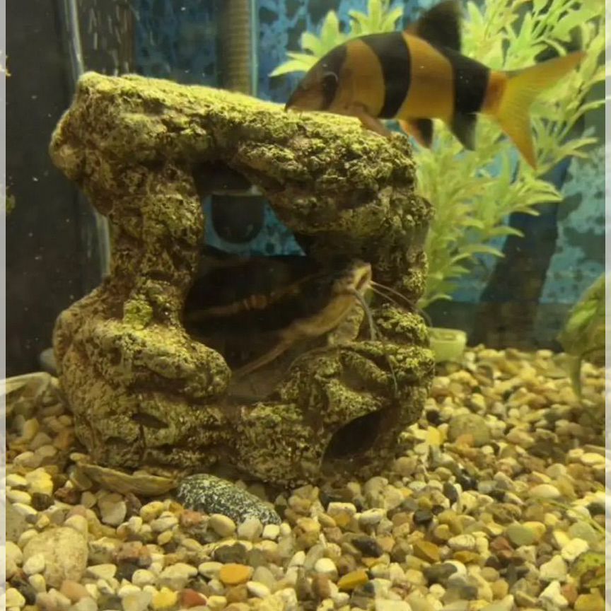 Аквариумные рыбки сом