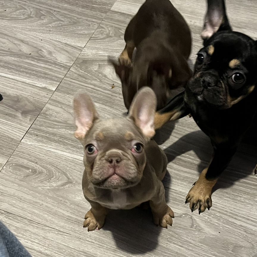 Французский бульдог, щенок