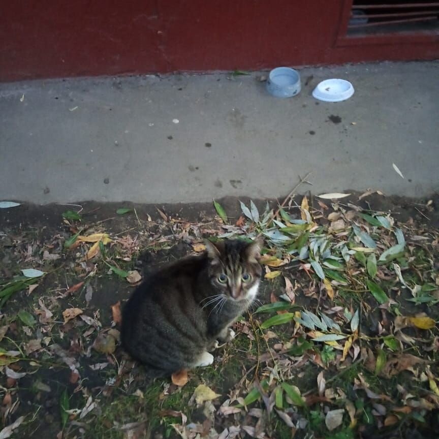 Котик в добрые руки