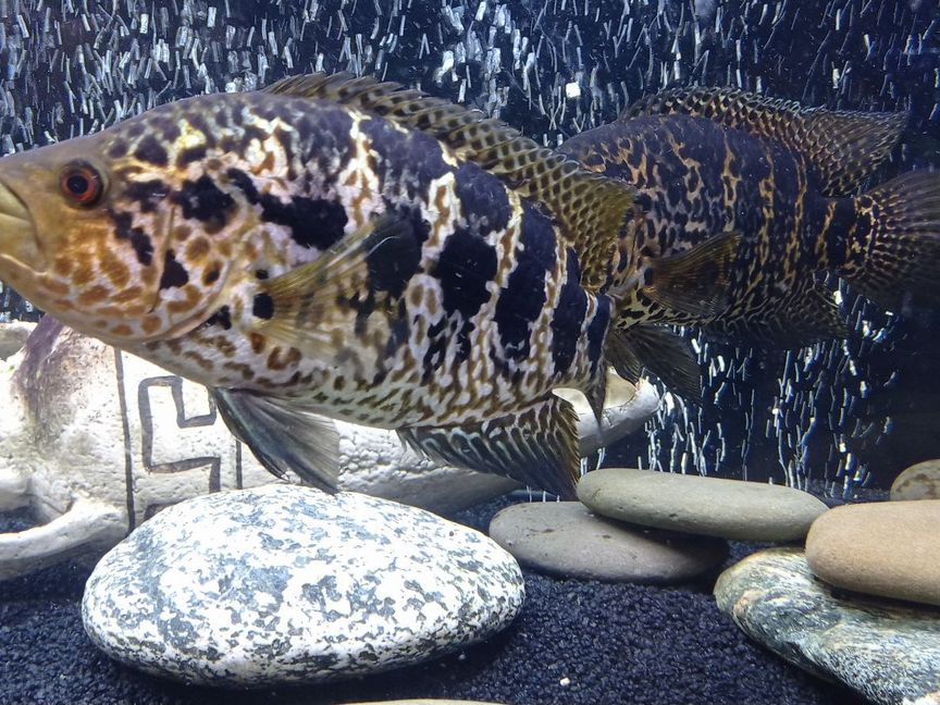 Манагуанская цихлозома