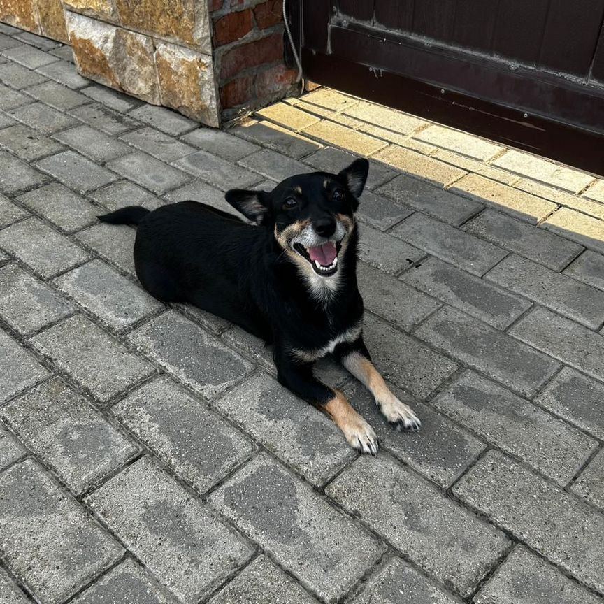 Маленькая собачка в добрые руки