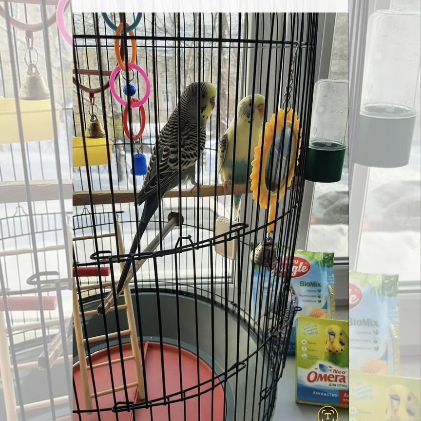 Волнистый попугай с клеткой
