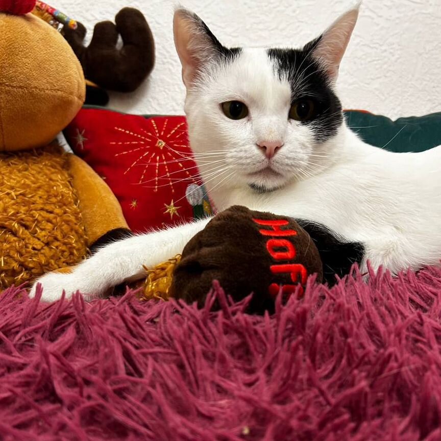 Взрослый кот в добрые руки