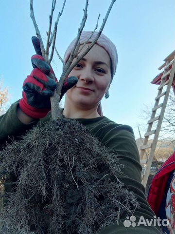 Саженцы плодовых деревьев купить в Сызрани | Товары для дома и дачи | Авито