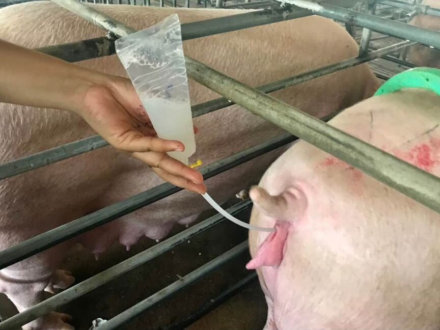 Семя племенного хряка