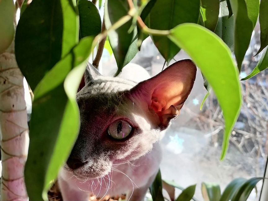 Котята Донской сфинкс