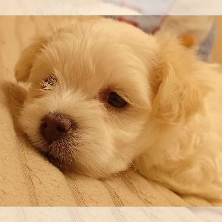 Мальтийская болонка, щенок