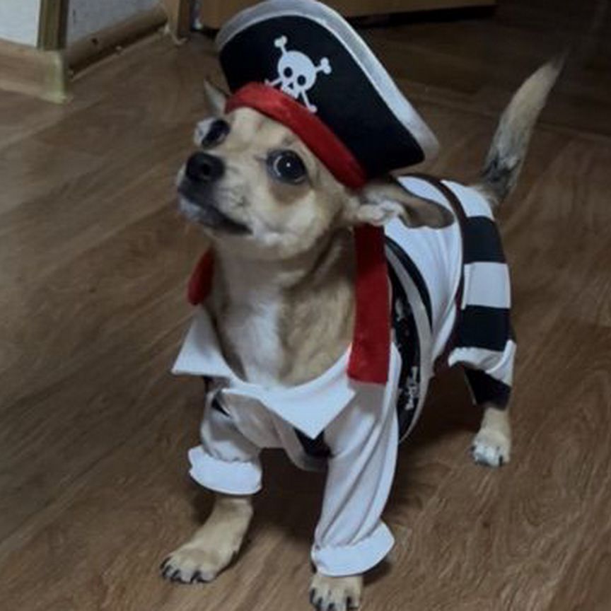 Одежда для собак