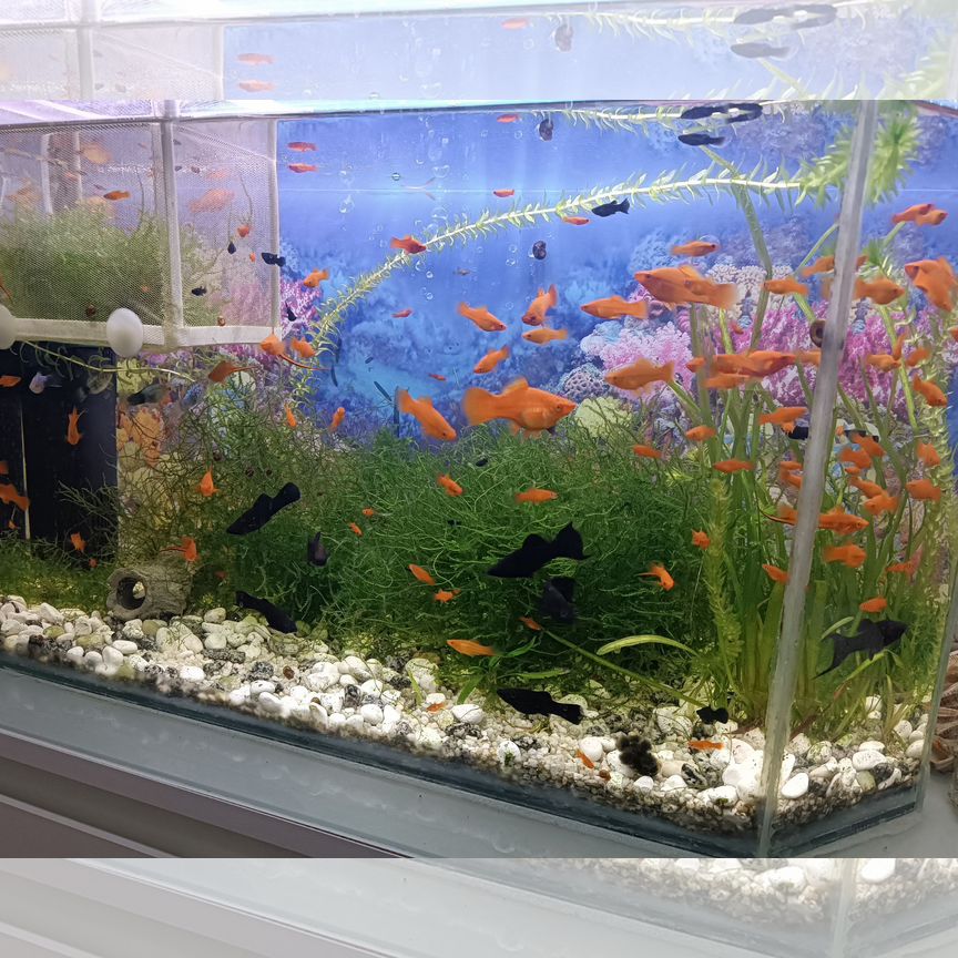 Аквариумные рыбки меченосцы