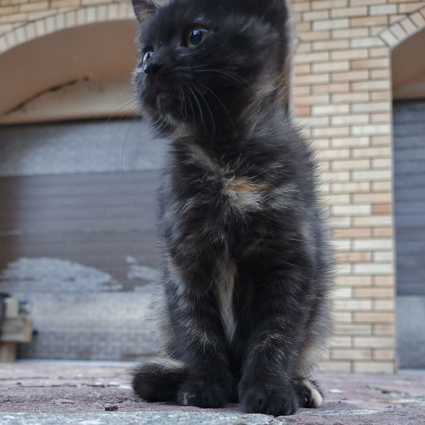 Котёнок в добрые руки