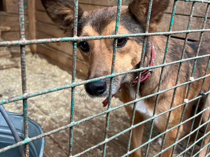 Очаровательный Ежик ищет дом