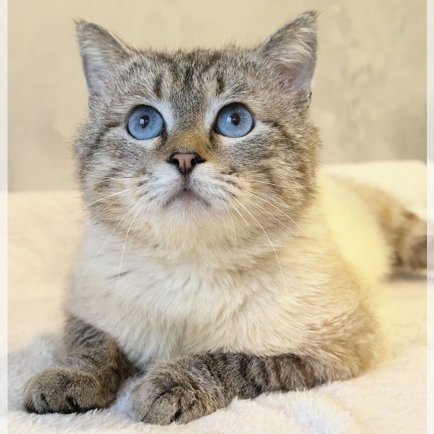 Сиамский котёнок