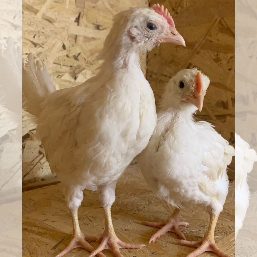 Цыплята леггорн
