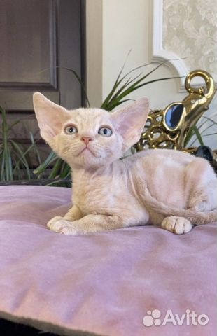 Девон-рекс кремовый мальчик