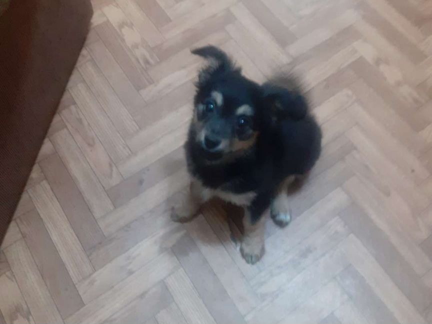 Собака