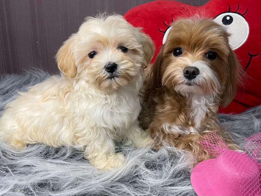 Сладкие карамельки