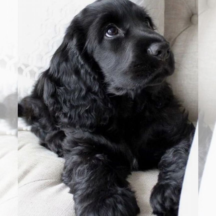 Американский кокер-спаниель, щенок