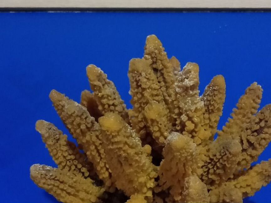 Коралл для аквариума (латекс)