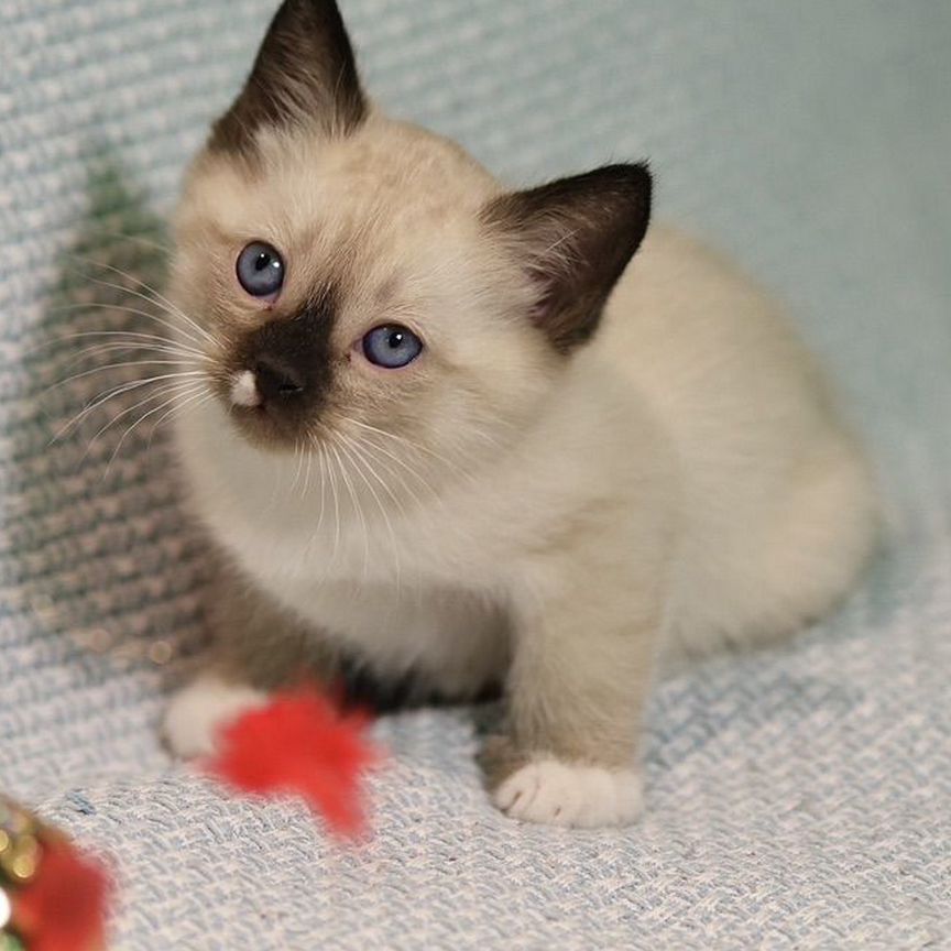 Очаровательный котик сноу шу