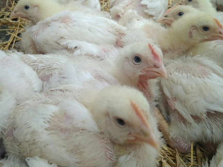 Продам подрощенного 3-х недельного бройлера