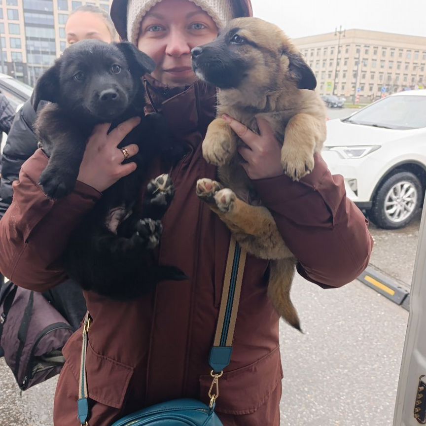 Щенок в добрые руки