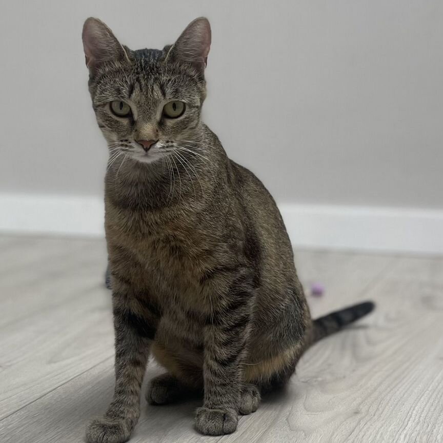 Взрослая, кошка в добрые руки