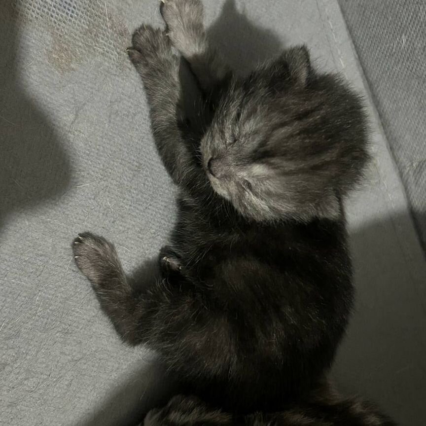 Шотландские котята