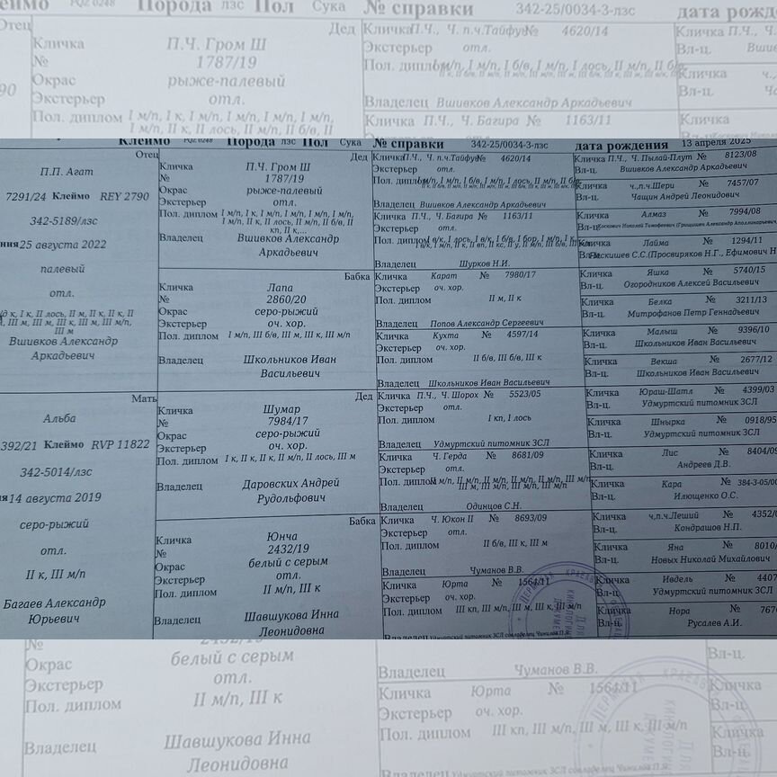 Щенки западно сибирской лайки