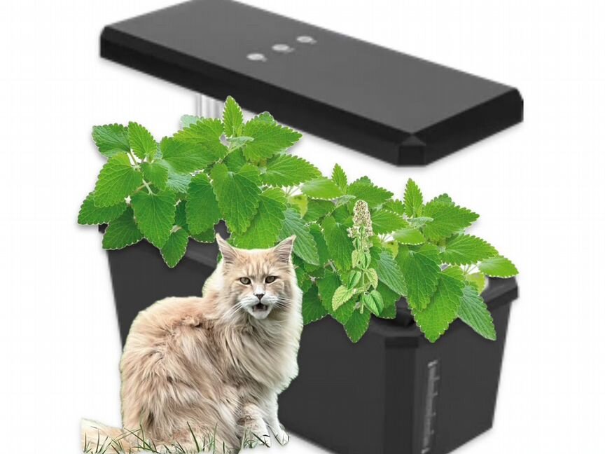 Набор для выращивания кошачьей мяты уже в наборе