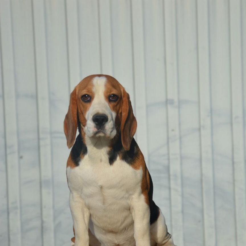 Бигль взрослые собаки