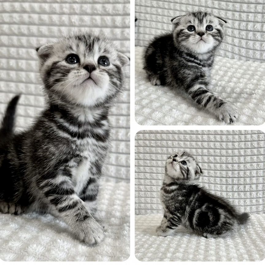 Шотландские вислоухие котята