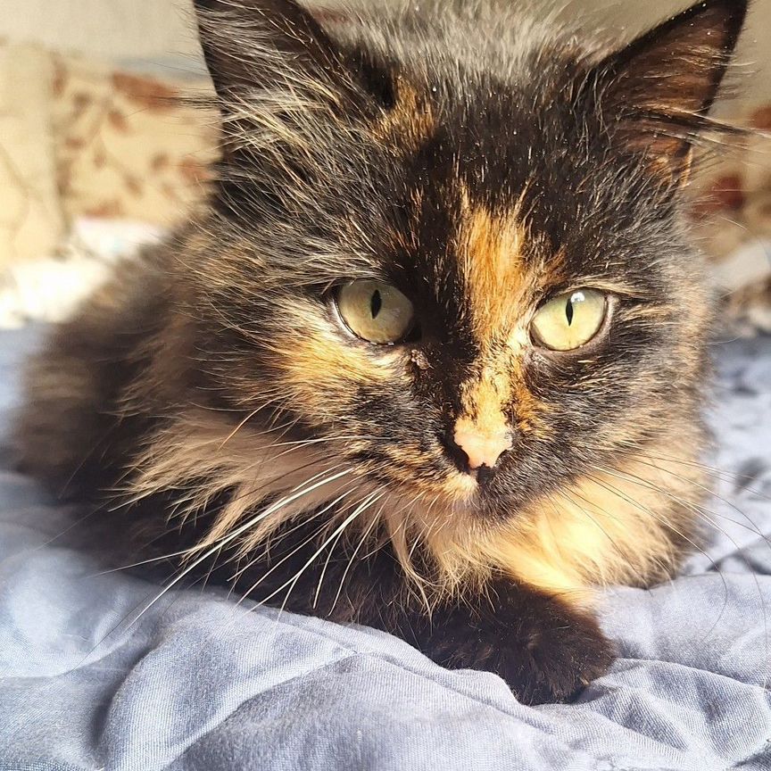 Мотильда, она же Мотя мини-киска