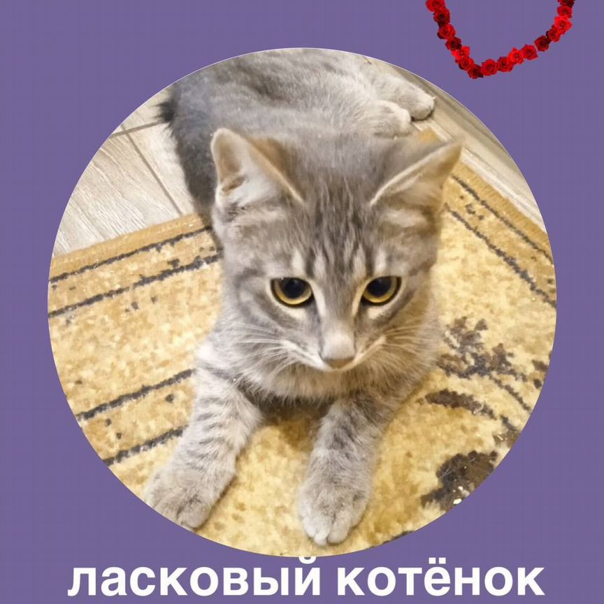 Добрый хороший котенок