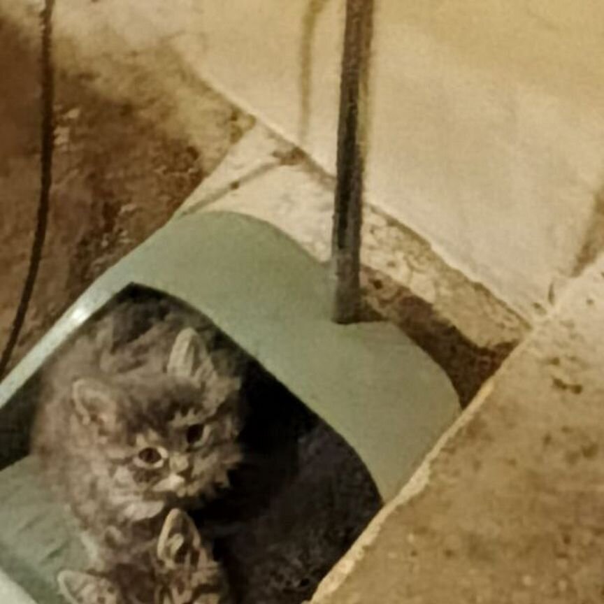 Котята в добрые руки бесплатно